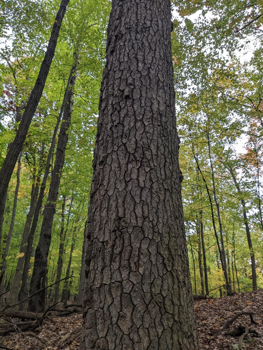 Blackgum | CMP Tree Selection Tool